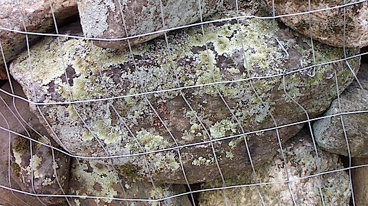 Conservation | Stone Wall Initiative